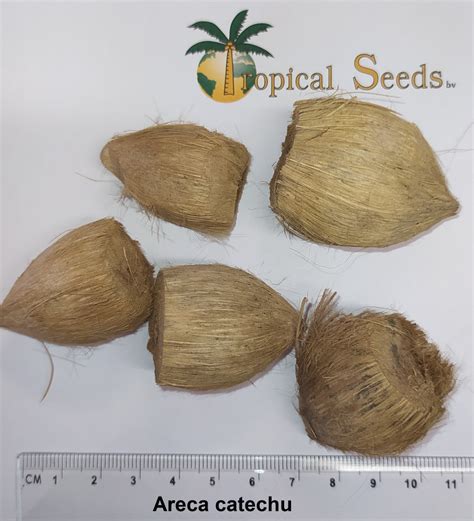 Areca Catechu Seeds