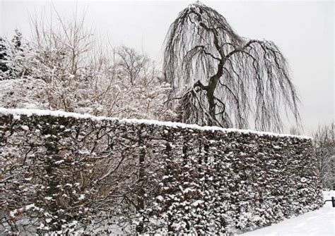 Все плюсы и минусы живой изгороди / Домоседы
