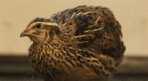 Jenis Jenis Burung Puyuh Di Indonesia