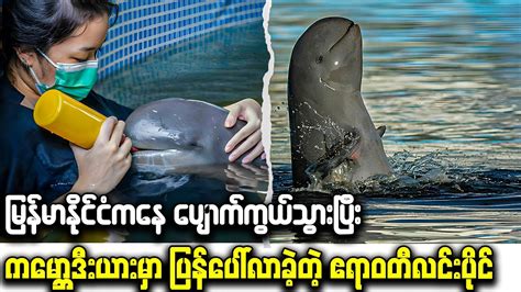 ဧရာဝတီလင်းပိုင်လေးတွေ ကမ္ဘောဒီးယားမှာ ပြန်ပေါ်လာ Youtube