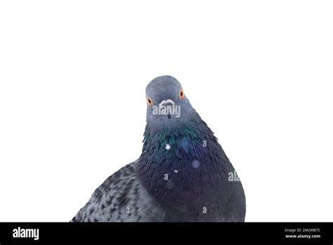 Pigeon Looking At Camera Isolated On White Stock Photo Alamy