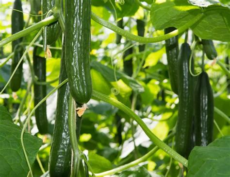 Засаждане на краставици в градината Кога да го направите