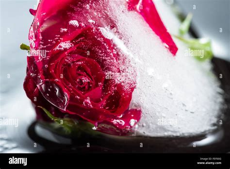 Close Up Of A Small Red Rose Frozen In An Ice Cube Adding Beautiful