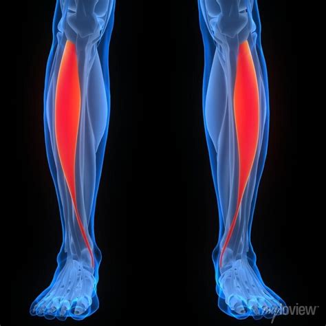 Human Muscular System Leg Muscles Tibialis Anterior Muscles Anatomy