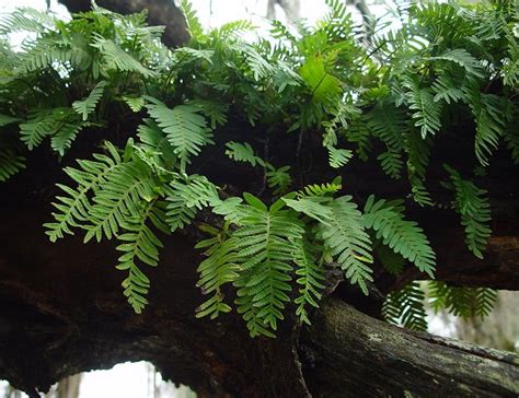 Polypodium Polypodioides Page