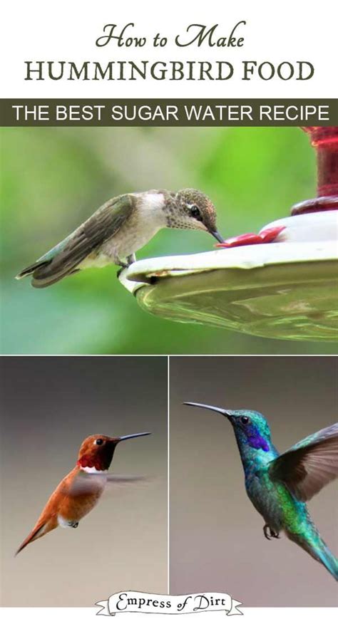 The Hummingbird Is Drinking Water Out Of The Birdbathers Feeder And