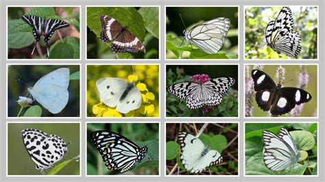 32 Beautiful Black And White Butterflies Id With Pictures
