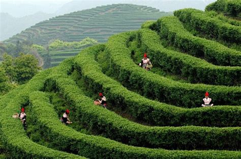 采茶非采菉，远远上层崖。布叶春风暖，盈筐白日斜。旧知山寺路，时宿野人家。借问王孙草，何时泛碗花。——唐皇甫冉国史古风