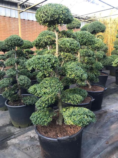 Cloud Pruned Trees Gallery Valley Plants