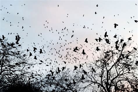 Why Is It Called A Murder Of Crows Discover Wildlife