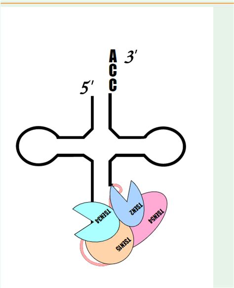 Why Do Restriction Enzymes Act On Palindromic Sequences Biochemistry