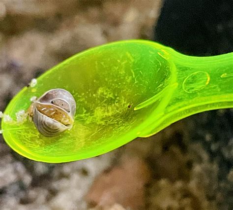 Another Panda Bean Sampling Risopods