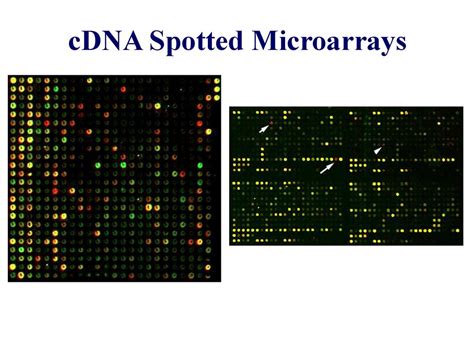 Microarray Data Analysis Ppt Download
