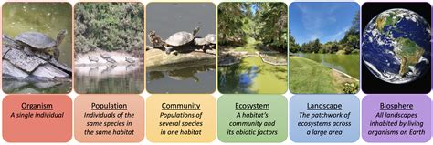 Population Examples Biology