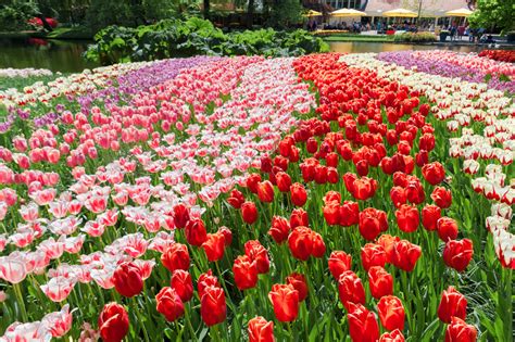 Hoa Tulip Tượng Trưng Cho Điều Gì Ý Nghĩa Hoa Tulip