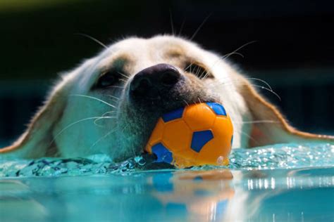 Il cane non nuota è normale Cosa succede