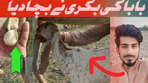 Aj Baba G Ke Bkre Ny Dia Bcha Or Us Ka Dud Nikala Bhot Mza Aya Ahmed