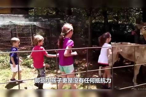 羊驼自从被管理员剪毛以后，看见管理员就追上去踢打，太逗了