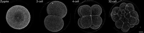 Sea Urchin Embryo Stained With The Vital Plasma Membrane Dye Fm4 64