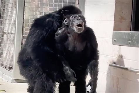 Chimp Who Spent 28 Years In Experimental Lab And Other Facilities Is