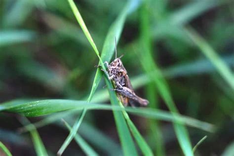 Dead Grasshopper Meaning And Symbolism