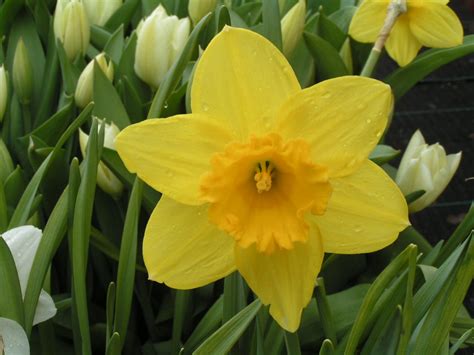 Le Forçage Des Bulbes à Lintérieur Jardinor