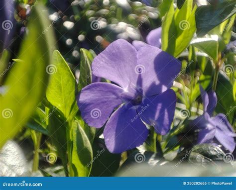 Purple Vinca Minor Periwinkle Flowers In Outdoor Garden Purple Blue