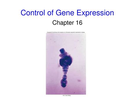 PPT Control Of Gene Expression PowerPoint Presentation Free Download ID 216717