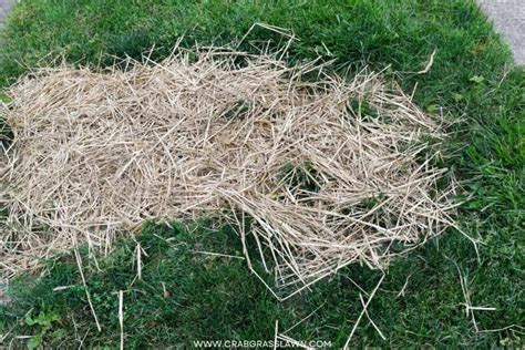 Straw For Grass Seed Mistakes Tips And Alternatives That Actually Work Cg Lawn