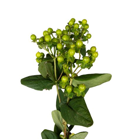 Green Hypericum Bulk Roses Planting Flowers Hypericum Berries