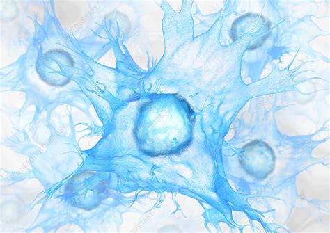 Dendritic Cells Artwork Stock Image C0118440 Science Photo Library