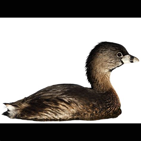 Pied Billed Grebe Podilymbus Podiceps Identification Birda