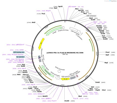 Addgene Pcdna3 Pb1 3x Flag Bbrisbane602008