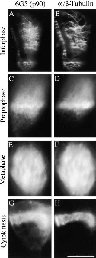P90 Colocalizes With Mt Arrays Throughout The Cell Cycle Download