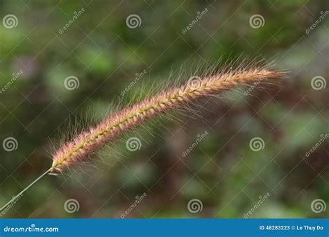 Foxtail Grass Flower Stock Image Image Of Macro Foxtail 48283223