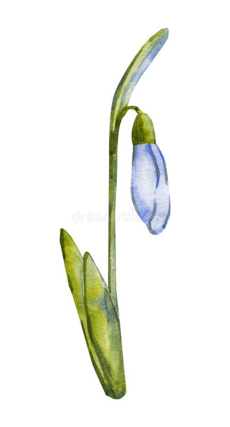 春花雪 白色背景中突显的手绘水色插图 库存例证 插画 包括有 玻色子 看板卡 本质 草甸 开花 212831065