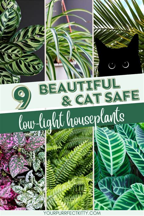 Cat Proof Your Christmas Tree With Safe House Plants