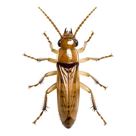 Detailed Closeup Of Brown Cockroach With Clear Features And Fine Details 65454860 Png