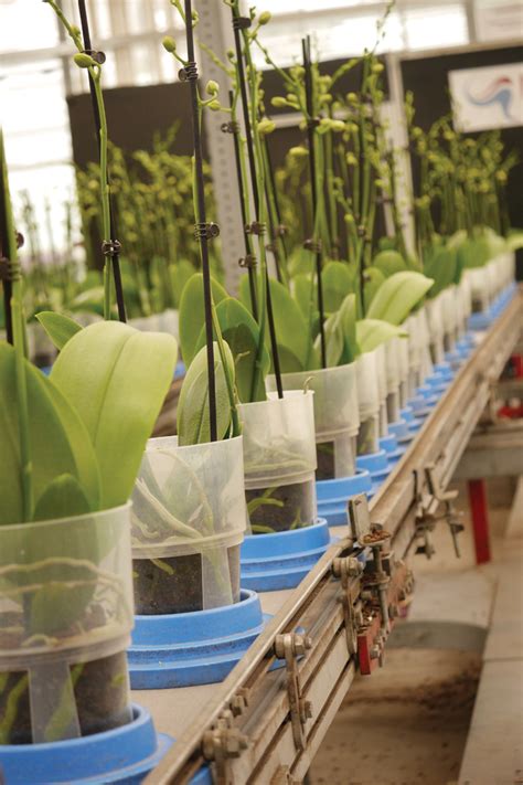 Greenhouse Automation Cultivating A Better Future Greenhouse Management