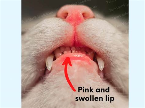 Ask Dr T What Are These Black Spots On My Cats Anus Your Vet