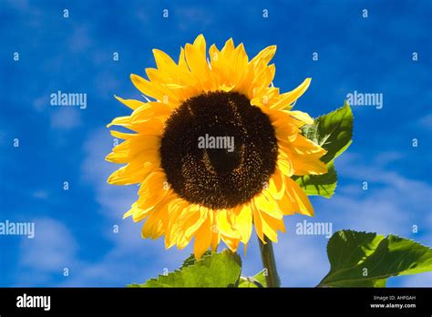Sunflower Against Blue Sky With Alto Cumulous Clouds Stock Photo Alamy
