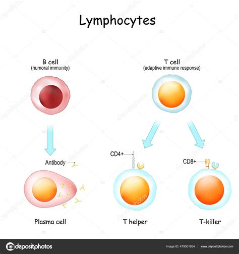 Lymphocytes Cell Humoral Immunity Cell Adaptive Immune Response Vector