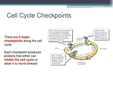 PPT The Cell Cycle PowerPoint Presentation Free Download ID