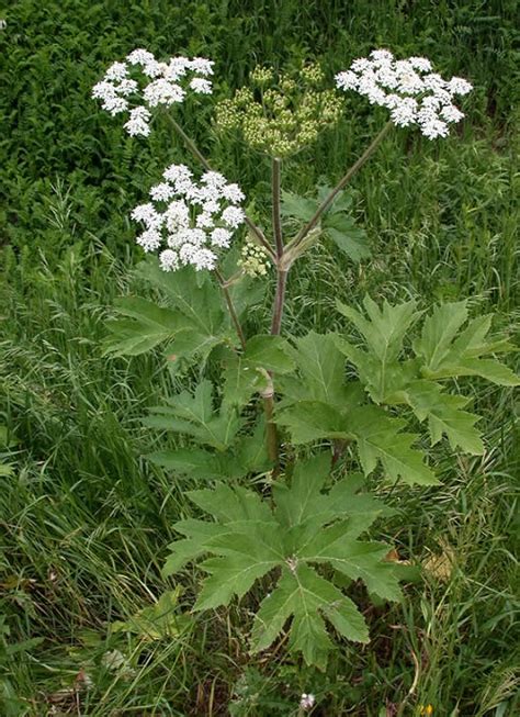 8 Flowers That Look Like Queen Annes Lace Hello Lidy