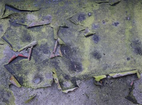 Green Algae Chlorophyta Sensu Stricto On Peeling Painted Metal