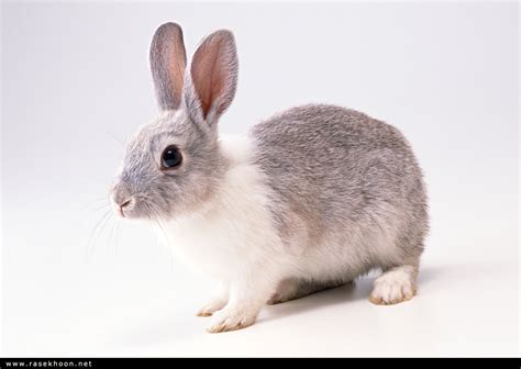 حیوانات اهلی