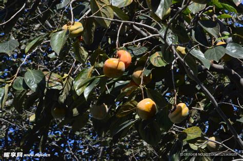 青柿子 摄影图水果生物世界摄影图库昵图网