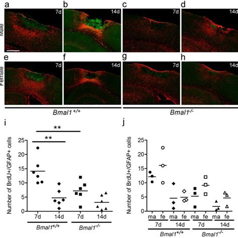 Effect Of Bmal1 Deficiency And Sex On The Number Of Newborn Astrocytes