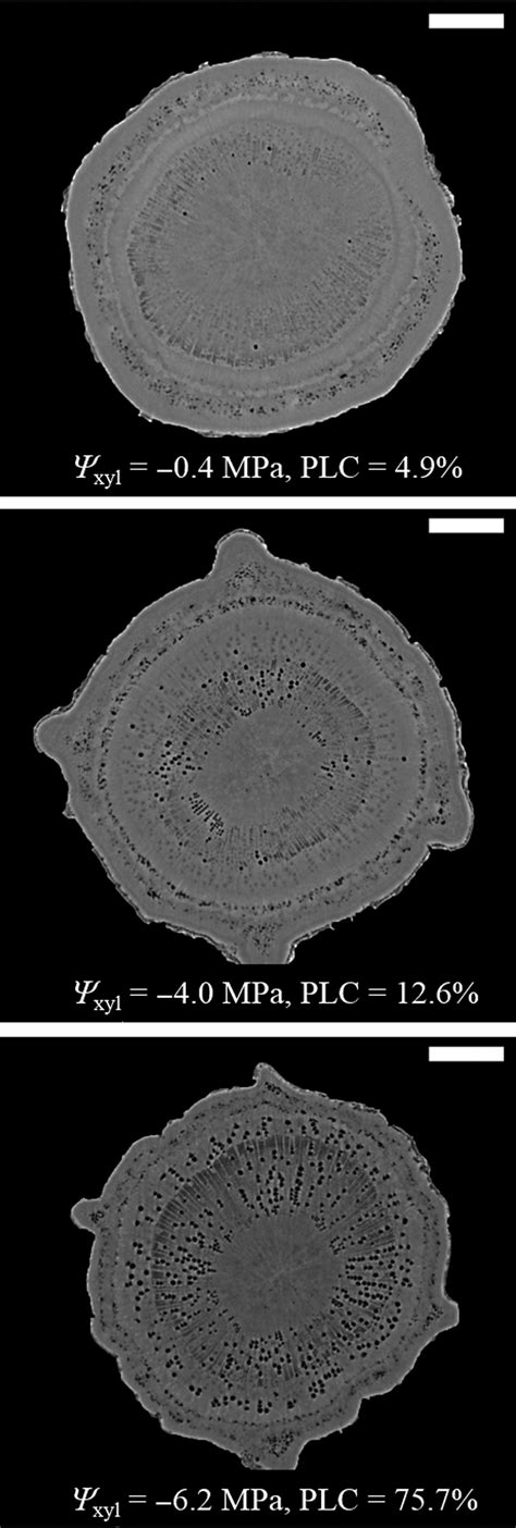 Xylem Resistance To Embolism Presenting A Simple Diagnostic Test For