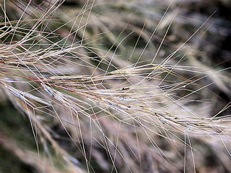 Field Botany Quiz 2 Flashcards Quizlet